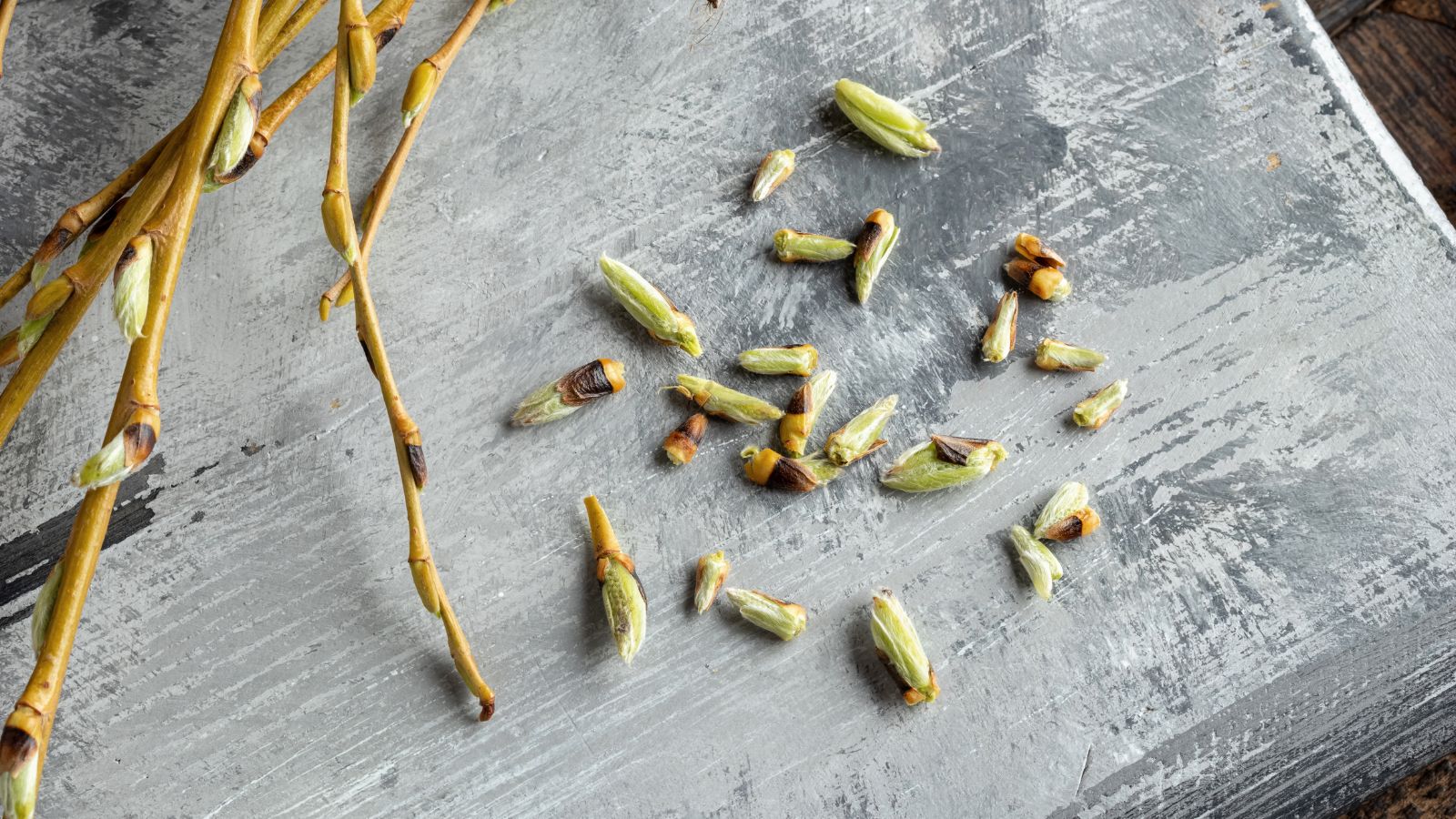 Découvrez les vertus des bourgeons avec la gemmothérapie : guide d ...